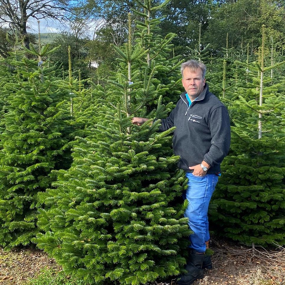 UK grown Christmas tree distribution plantation management and ...